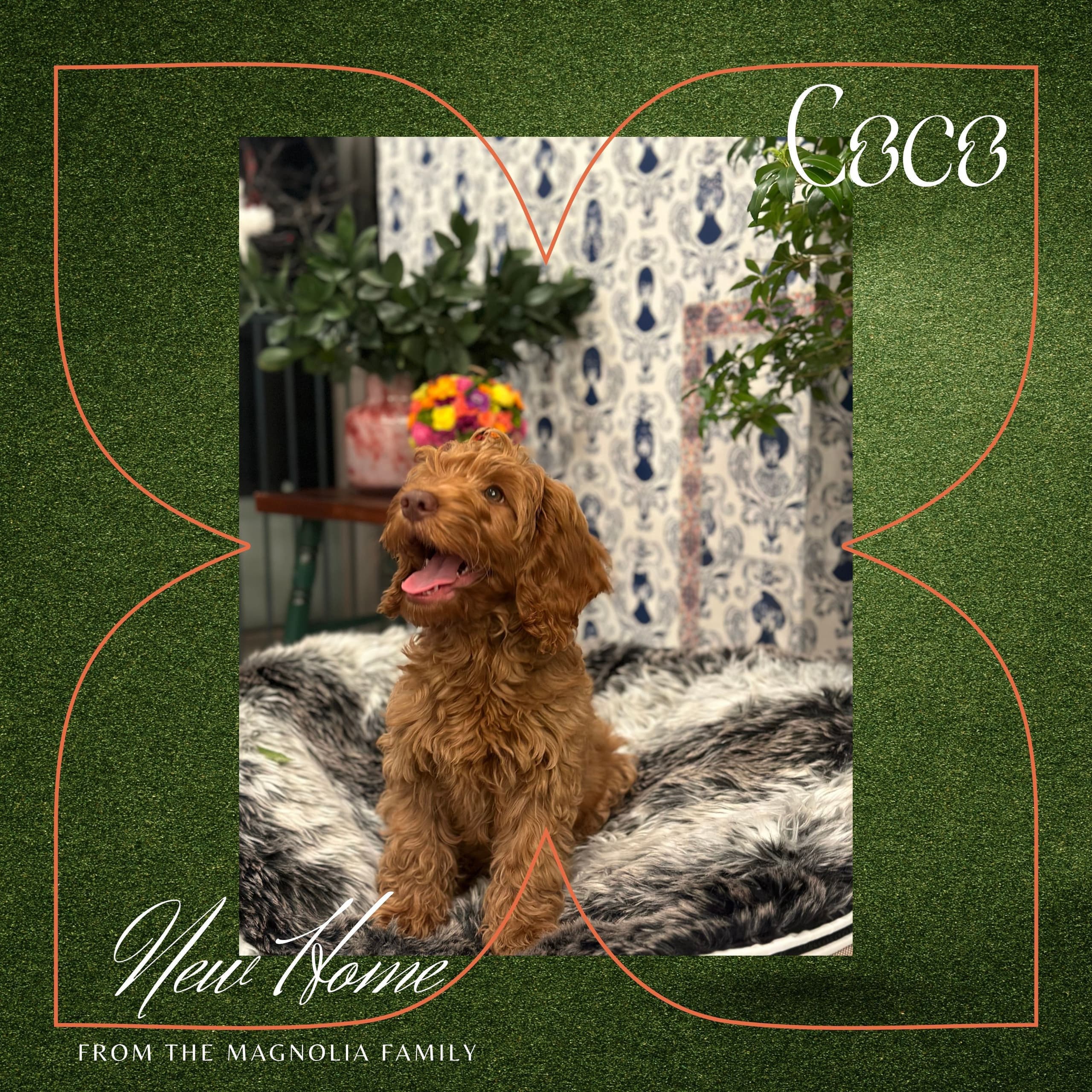 TOKYO 港区 MAGNOLIA DOGS |マグノリア ラブラドゥードル輸入