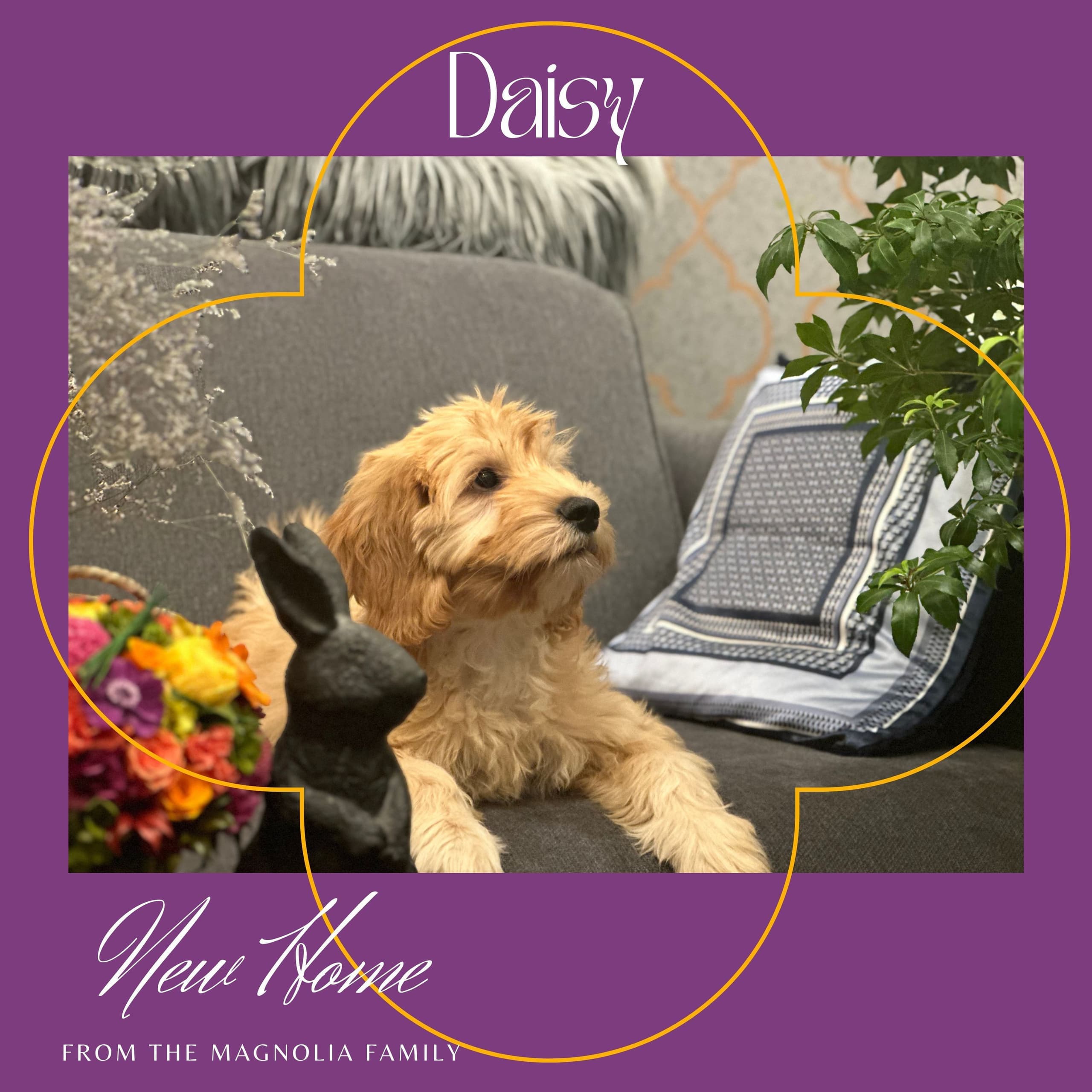 TOKYO 港区 MAGNOLIA DOGS |マグノリア ラブラドゥードル輸入